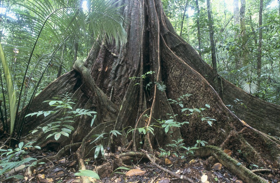 Pradosia ptychandra - PictureThis