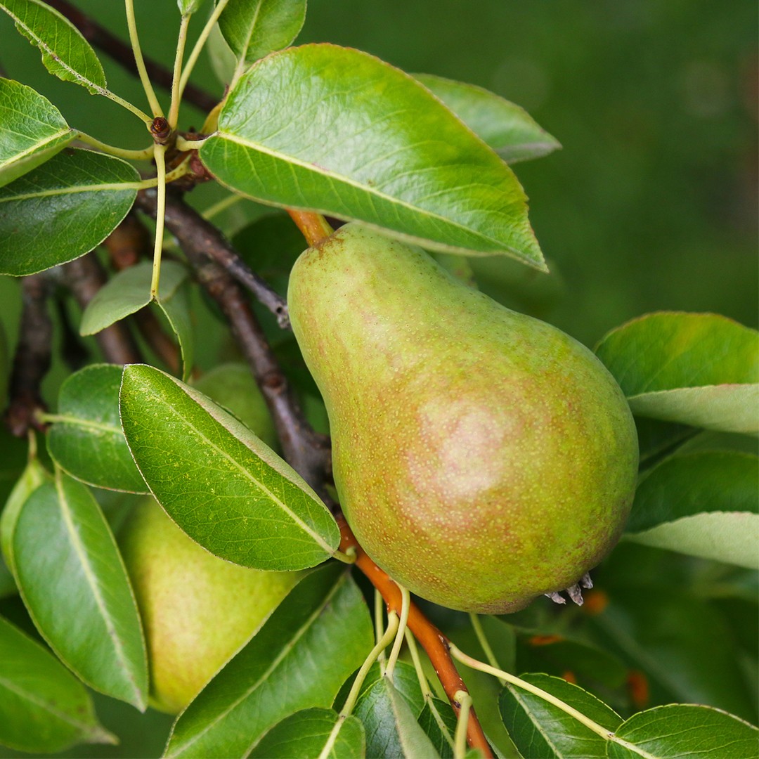 Pir (Pyrus communis) - PictureThis