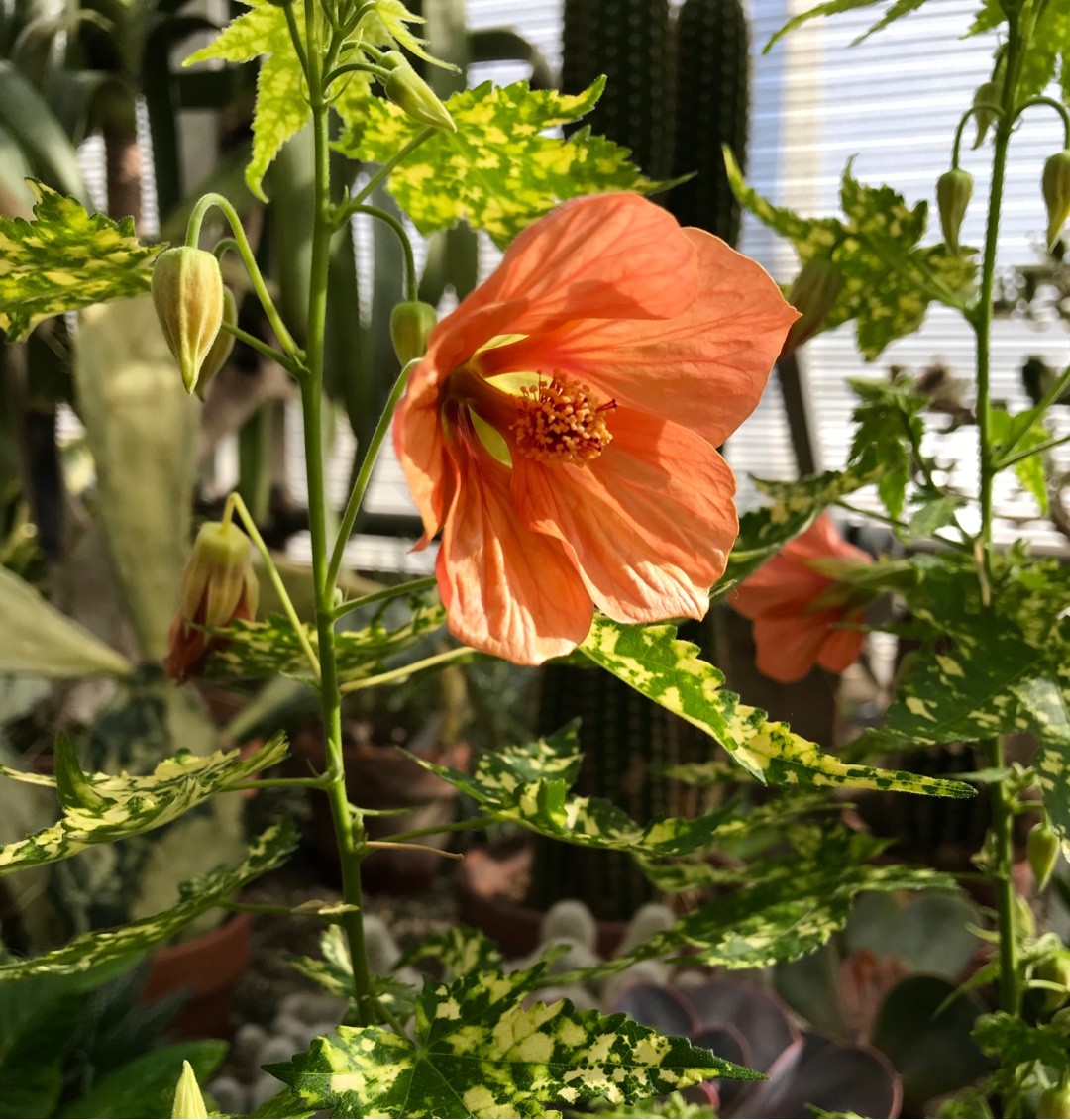 Abutilon pictum 'Thompsonii' - PictureThis