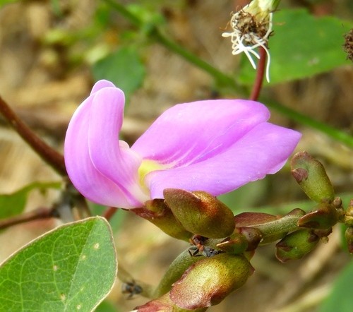 Canavalia brasiliensis - PictureThis