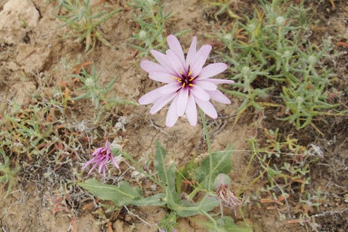 Scorzonera papposa - PictureThis