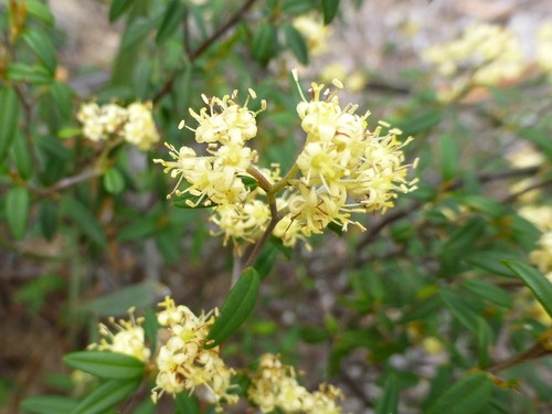 Phebalium squamulosum - PictureThis