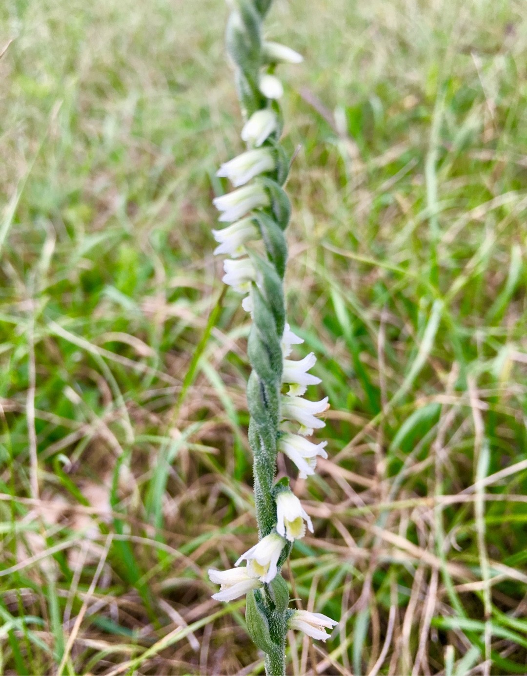 Spiranthes spiralis - PictureThis