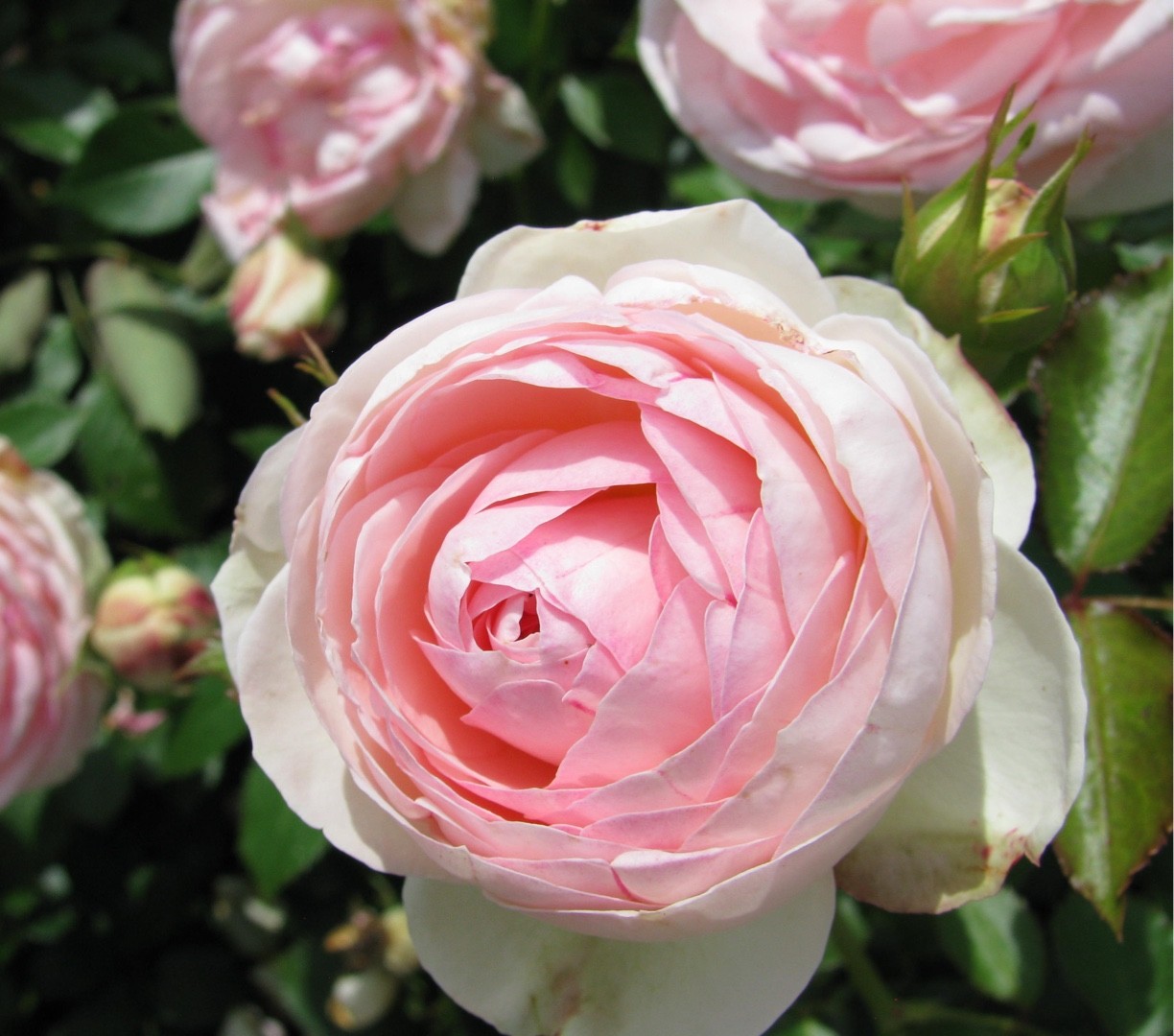 Rosa 'Scepter'd Isle' - PictureThis