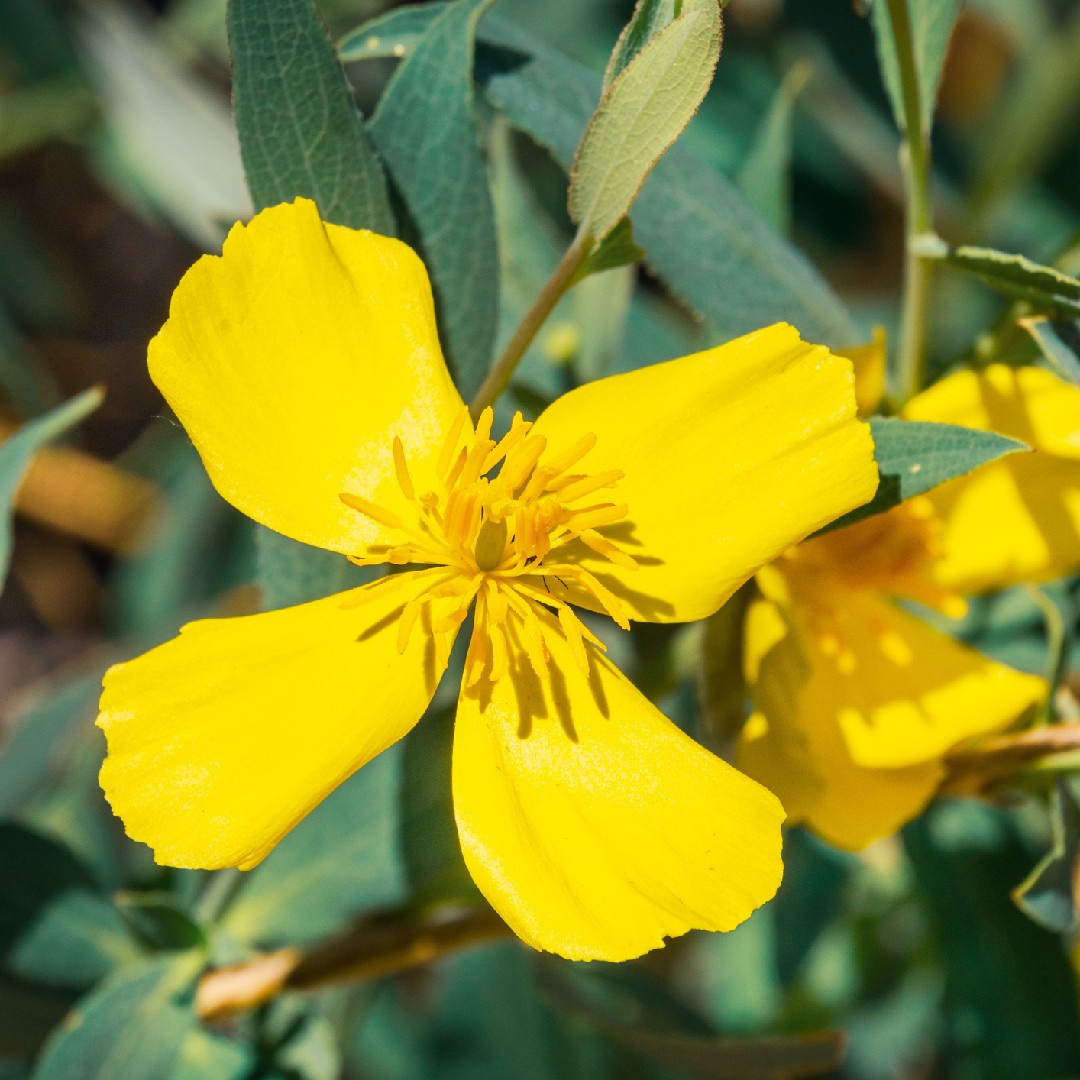 Bush poppy (Dendromecon rigida) Flower, Leaf, Uses - PictureThis