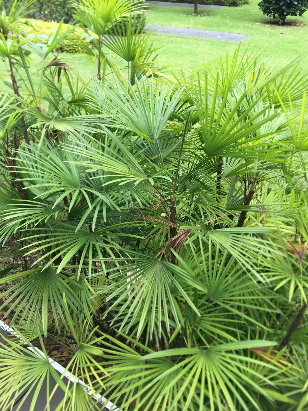 Rhapis humilis - PictureThis