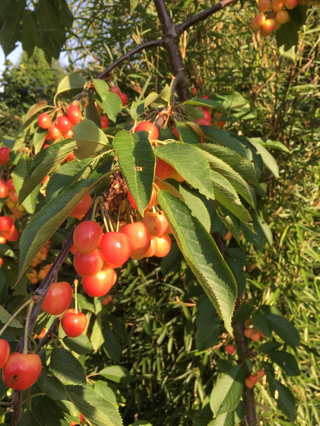 Prunus avium 'Rainier' - PictureThis