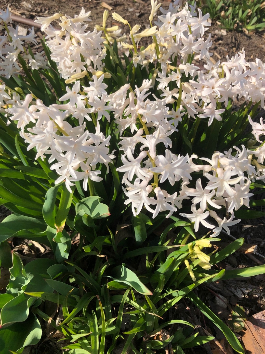 Hyacinthus orientalis 'White Festival' (Hyacinthus orientalis 'White ...
