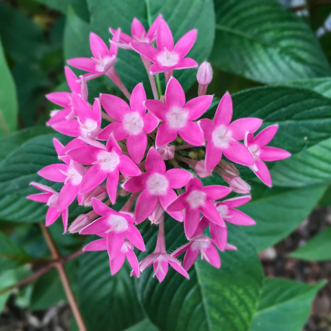 Bunga Pentas (Pentas lanceolata) - PictureThis