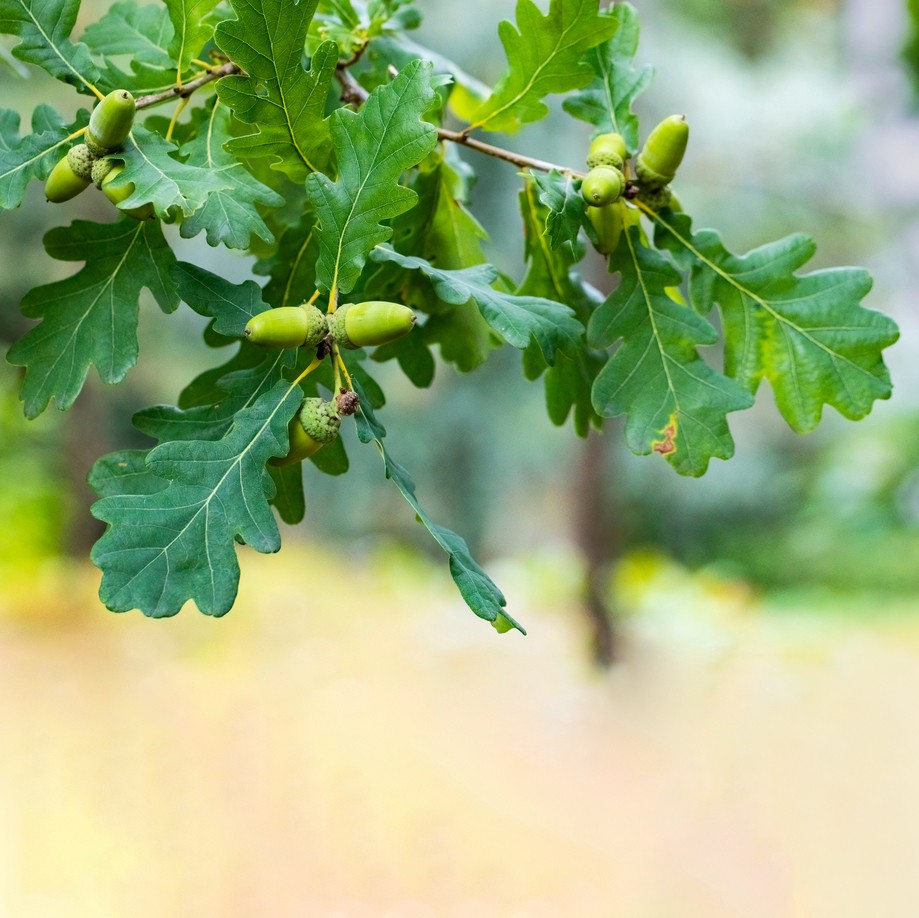 Oak Biasa (Quercus robur) - PictureThis