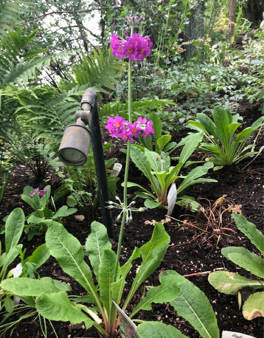 Primula poissonii 은 언제 피나요? - PictureThis