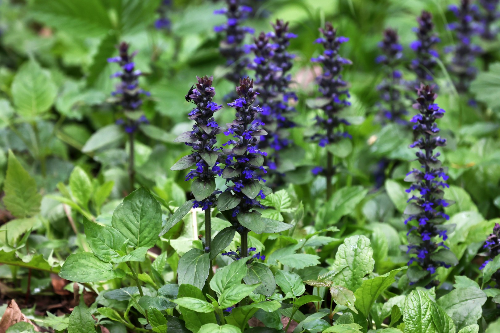Bugleweed (Ajuga) - PictureThis