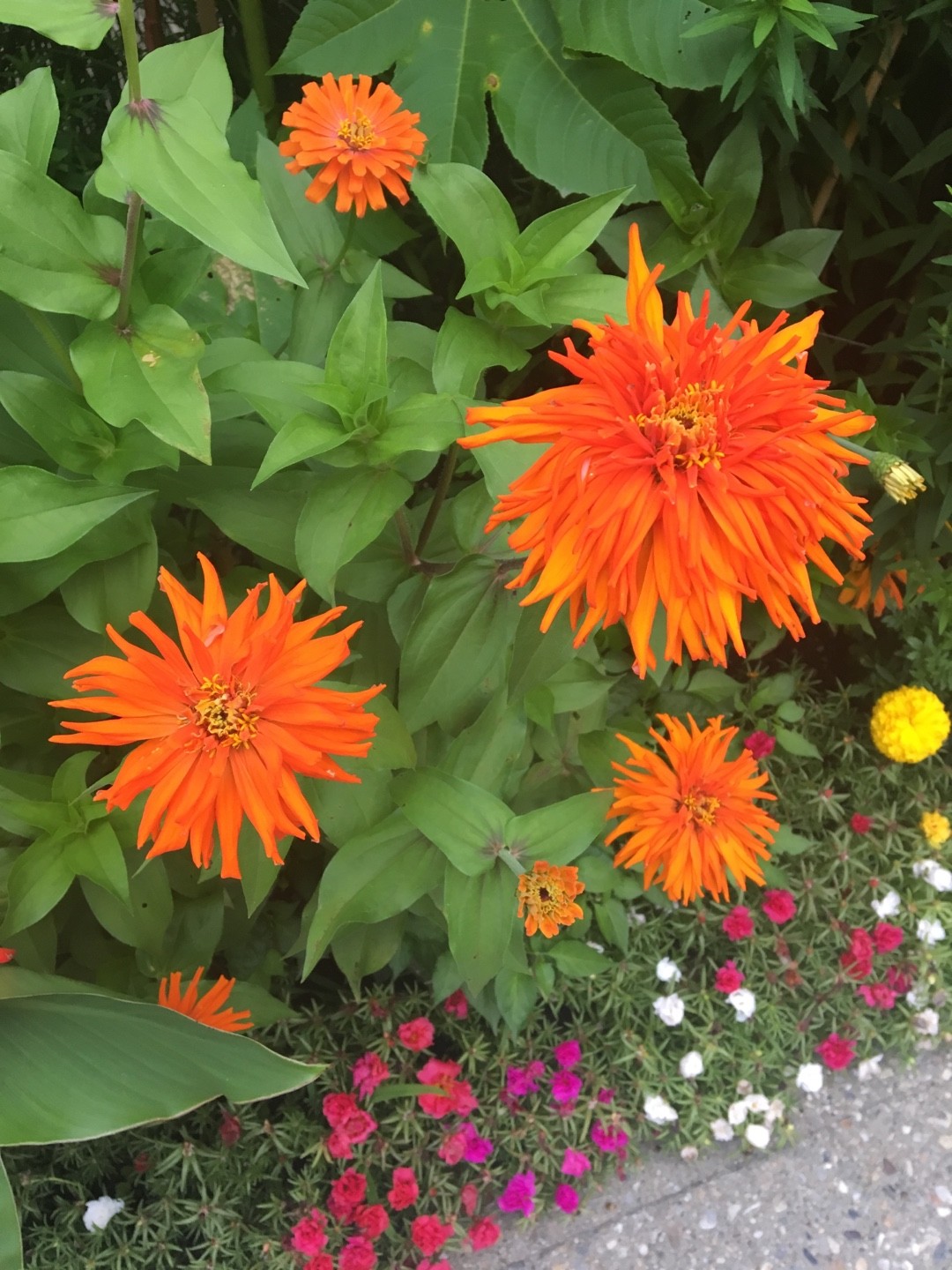 Zinnia elegans 'Inca' Flower, Leaf, Uses - PictureThis