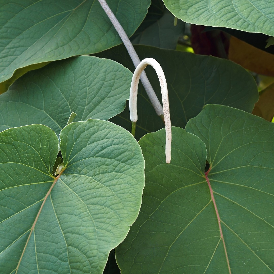 Acuyo (Piper auritum) - PictureThis