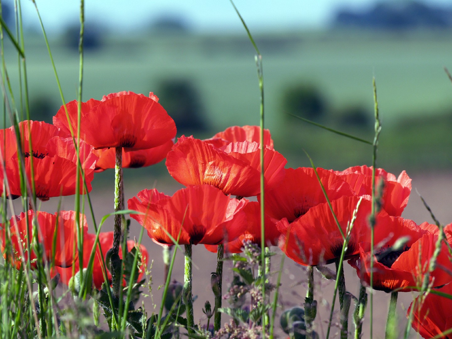 Papaver (Papaver) - PictureThis