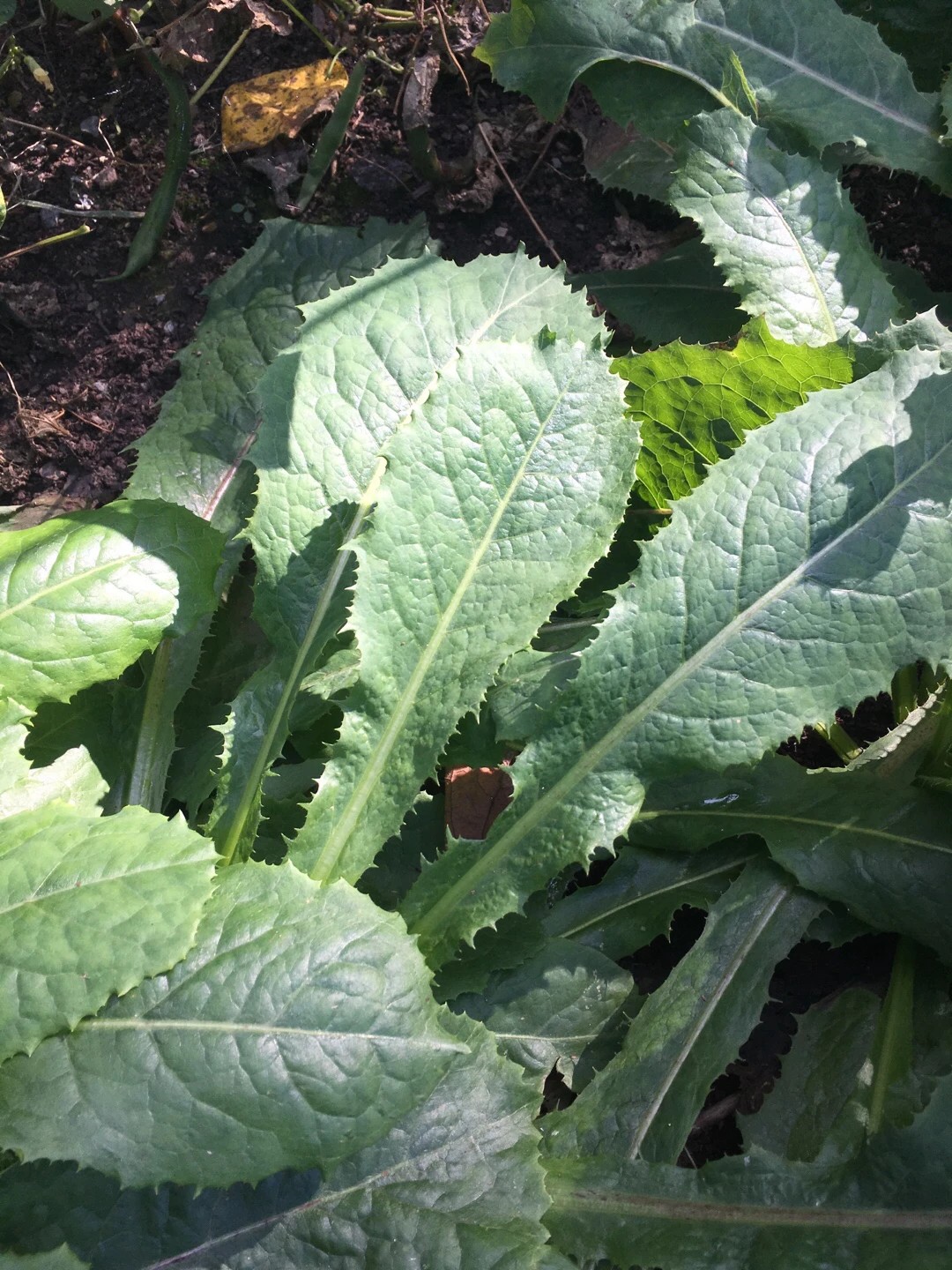 Laitue Vireuse (Lactuca virosa) - PictureThis