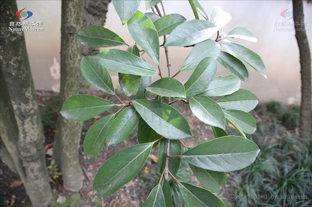 Viburnum odoratissimum var. awabuki - PictureThis