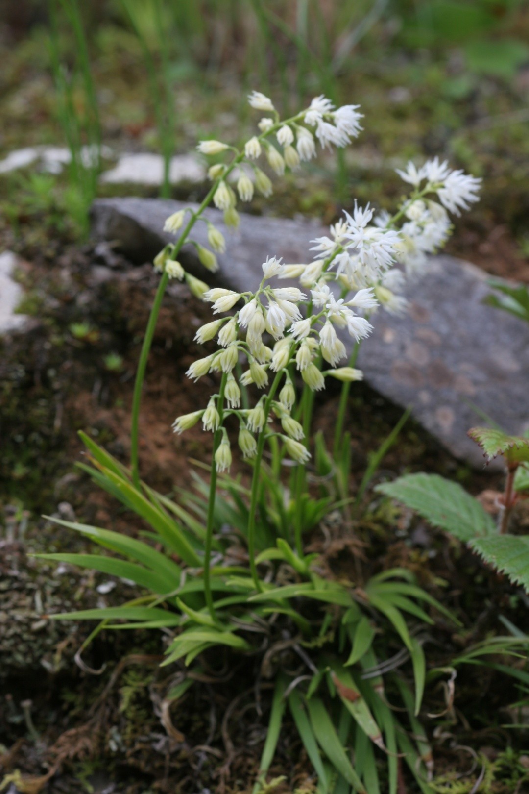 Tofieldia divergens - PictureThis
