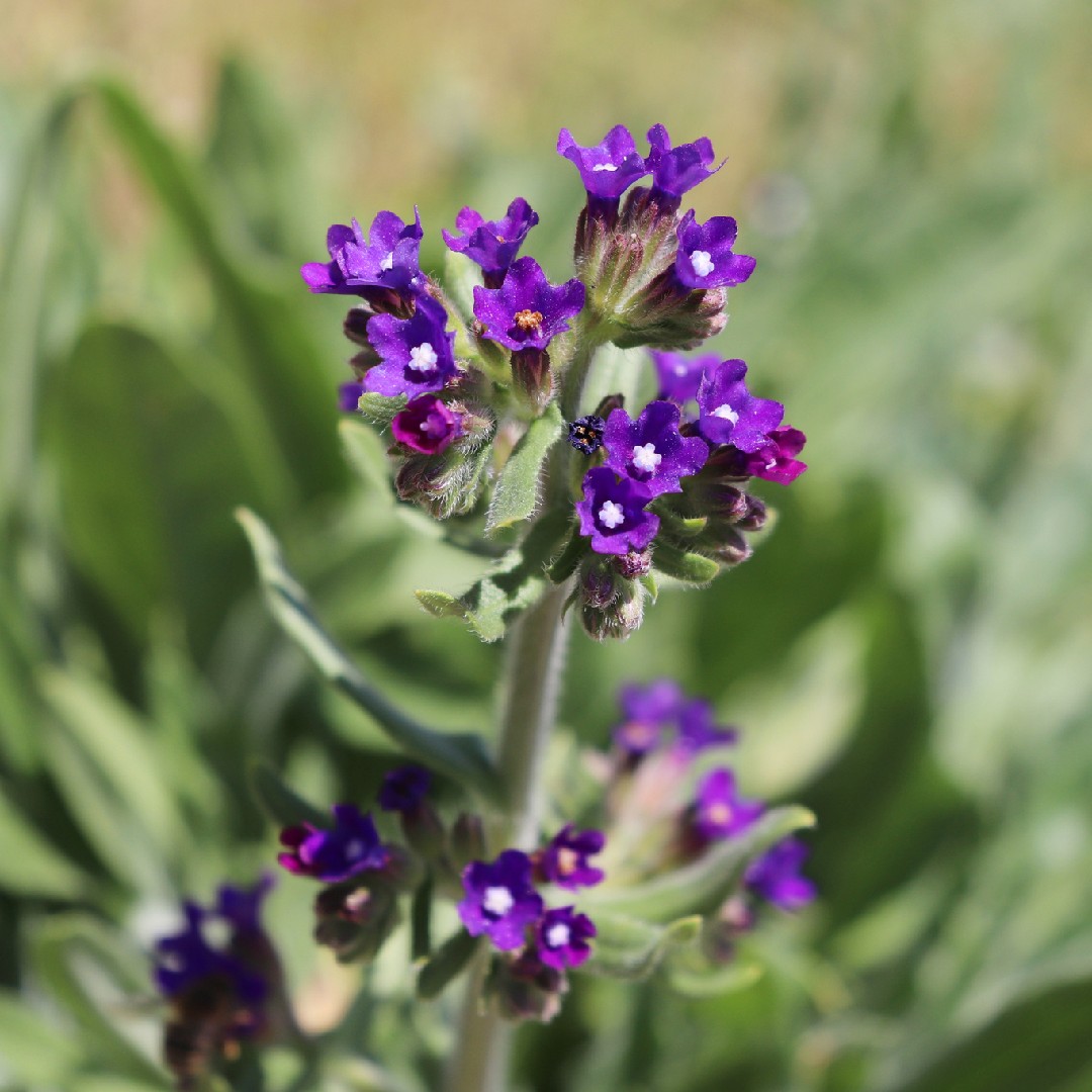 Anchusa officinalis (Anchusa officinalis) - PictureThis