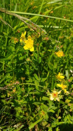 Hypericum ellipticum - PictureThis
