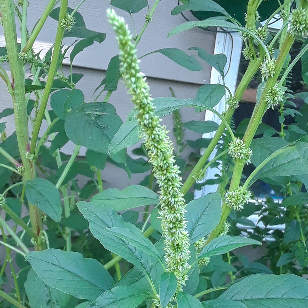 Amaranthus palmeri - PictureThis