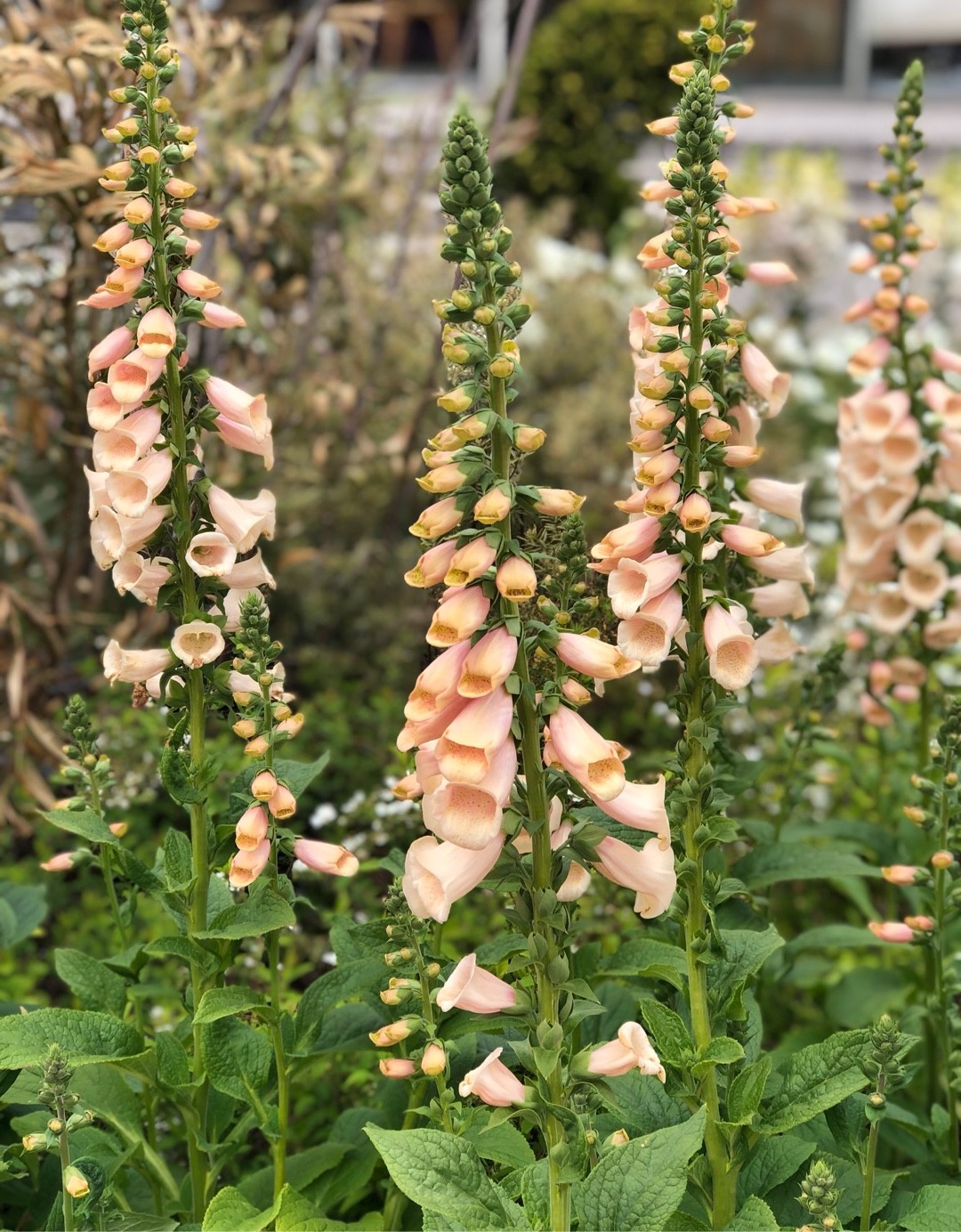 Digitalis purpurea 'Sutton's Apricot' (Digitalis purpurea 'Sutton's ...