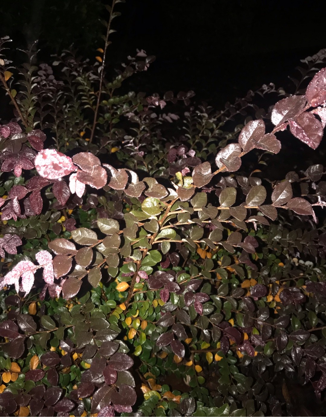 Nothofagus cunninghamii - PictureThis