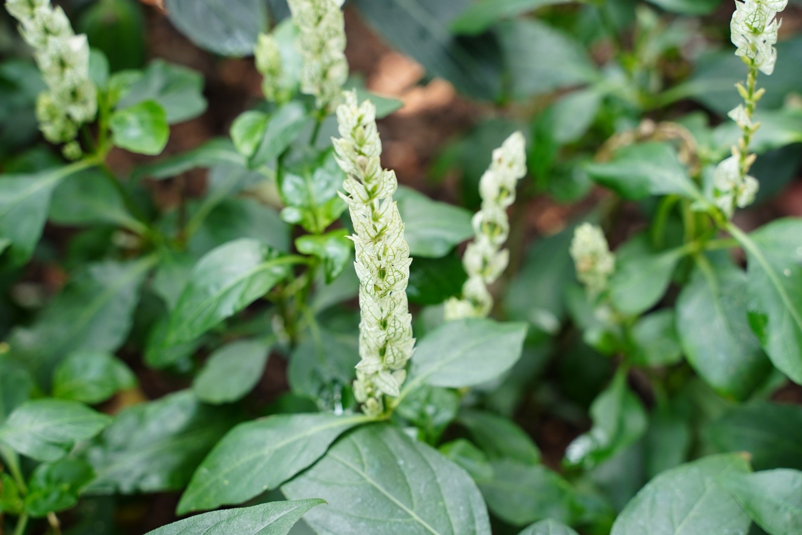 Justicia betonica - PictureThis