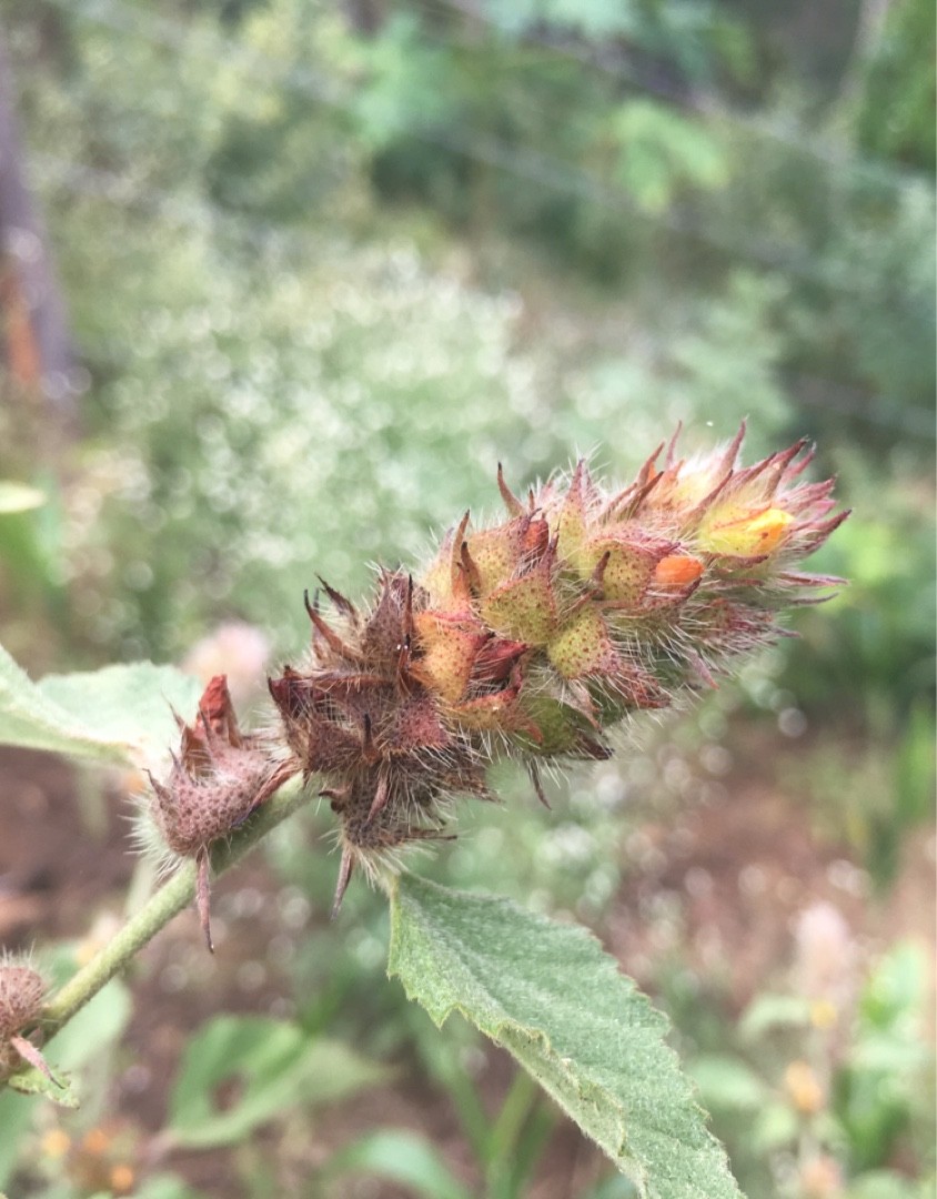 Malvastrum americanum - PictureThis