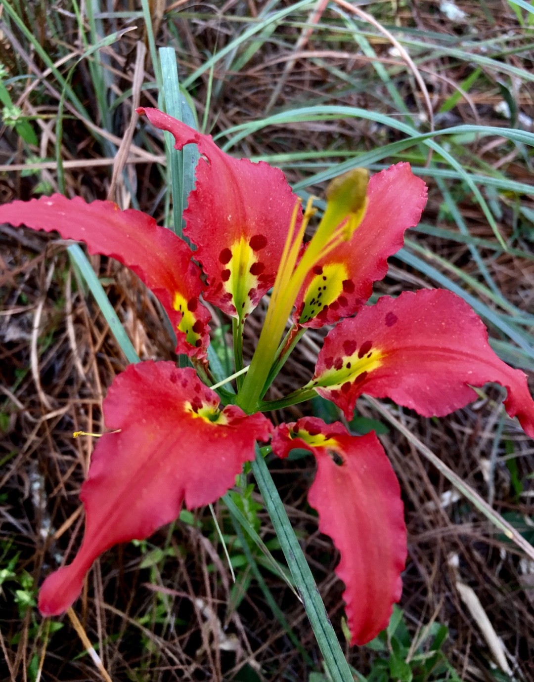 Lilium catesbaei - PictureThis