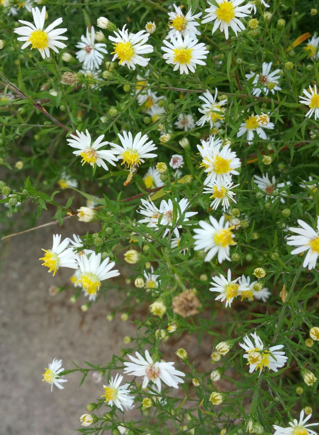 미국쑥부쟁이속 (Symphyotrichum) - PictureThis