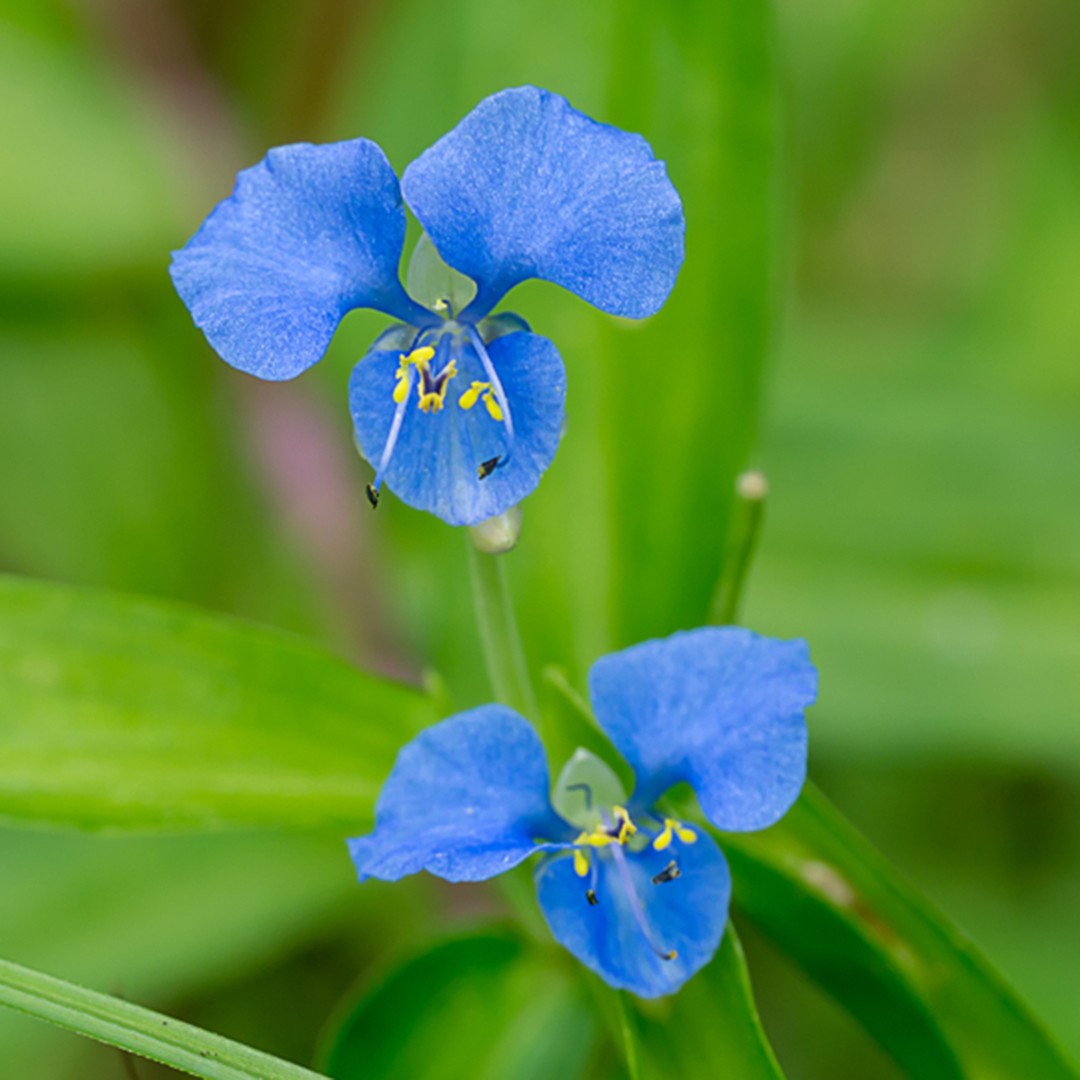 Climbing dayflower (Commelina diffusa) Flower, Leaf, Care, Uses ...