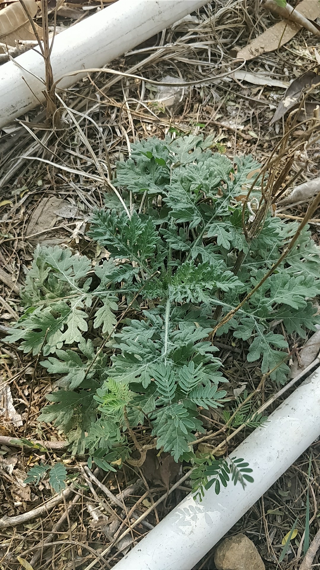 Weakleaf burr ragweed (Ambrosia confertiflora) Flower, Leaf, Uses ...