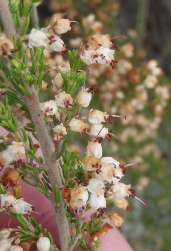 Erica opulenta - PictureThis