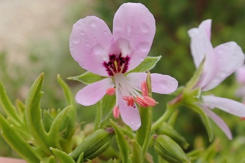 Pelargonium scabrum - PictureThis