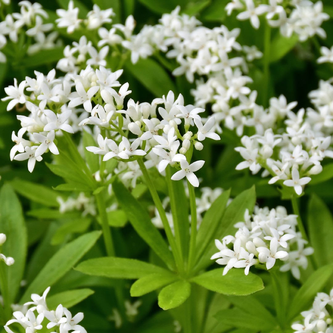 Galium odoratum - PictureThis
