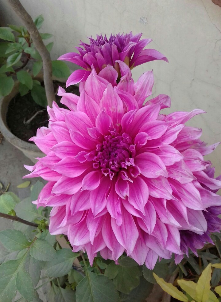 Dahlia 'Cafe Au Lait Rose' - PictureThis