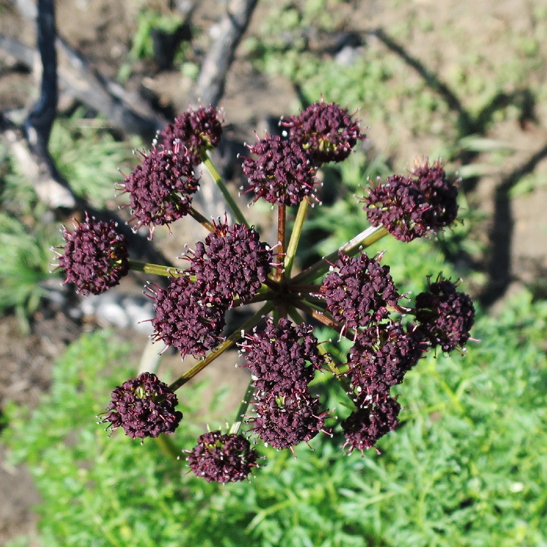 Lomatium dissectum - PictureThis