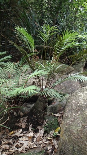 Plenasium - PictureThis