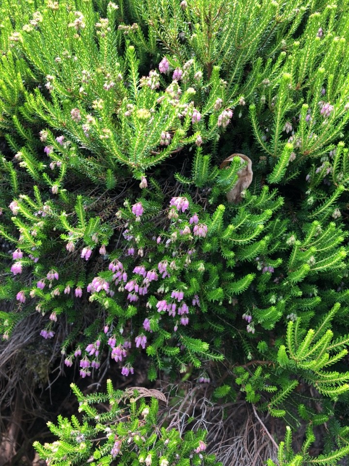 Erica mackaiana 'Maura' - PictureThis