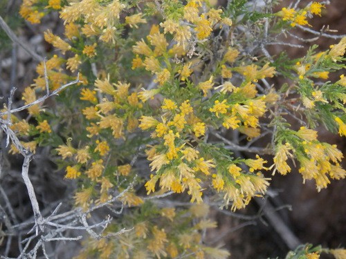 Turpentine Brush (Ericameria laricifolia) Flower, Leaf, Uses - PictureThis