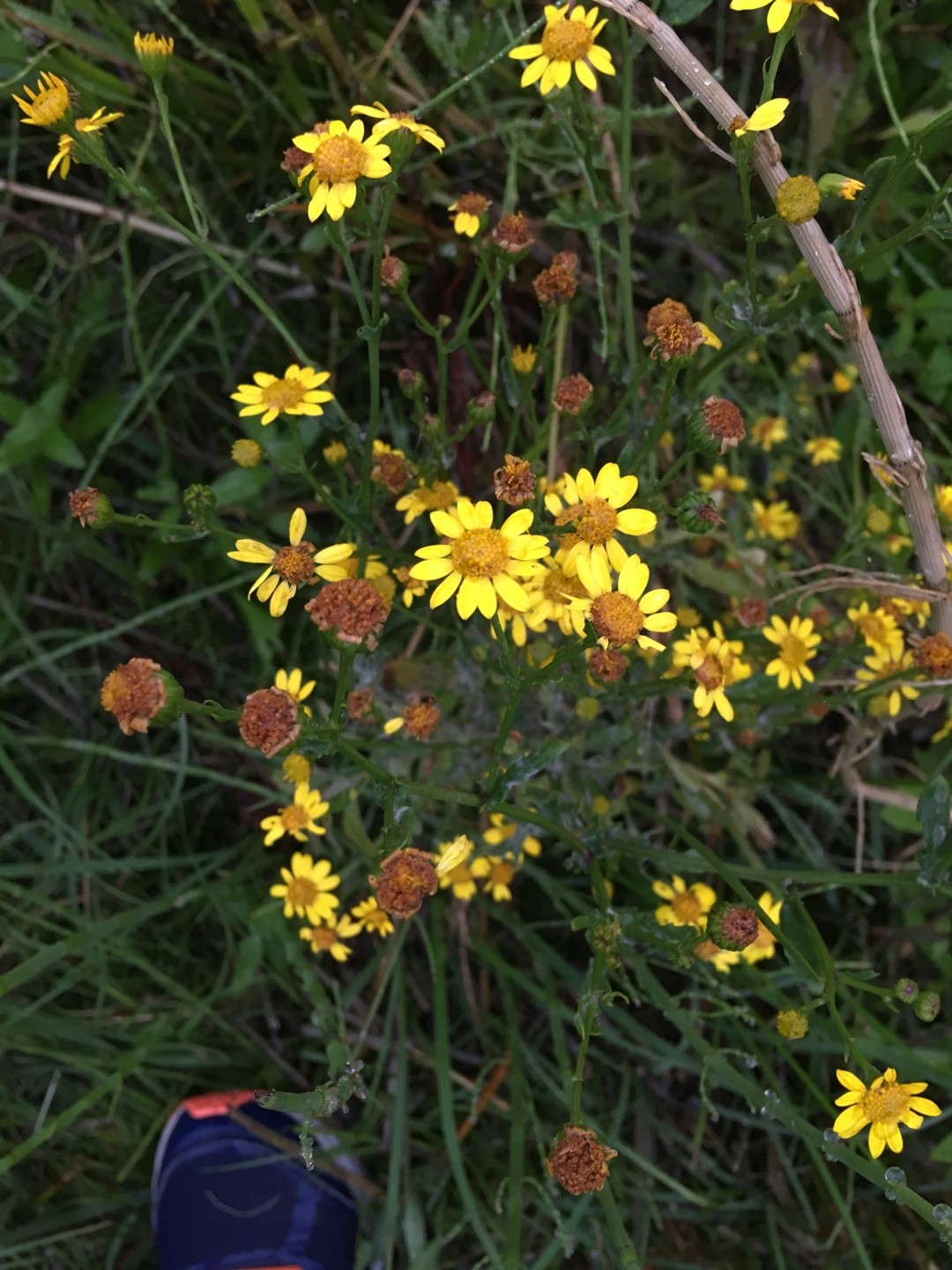 Jacobaea aquatica 花言葉，学名，よくある質問 - PictureThis