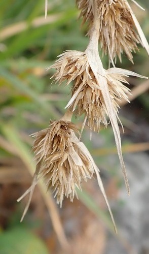 Carpha glomerata - PictureThis