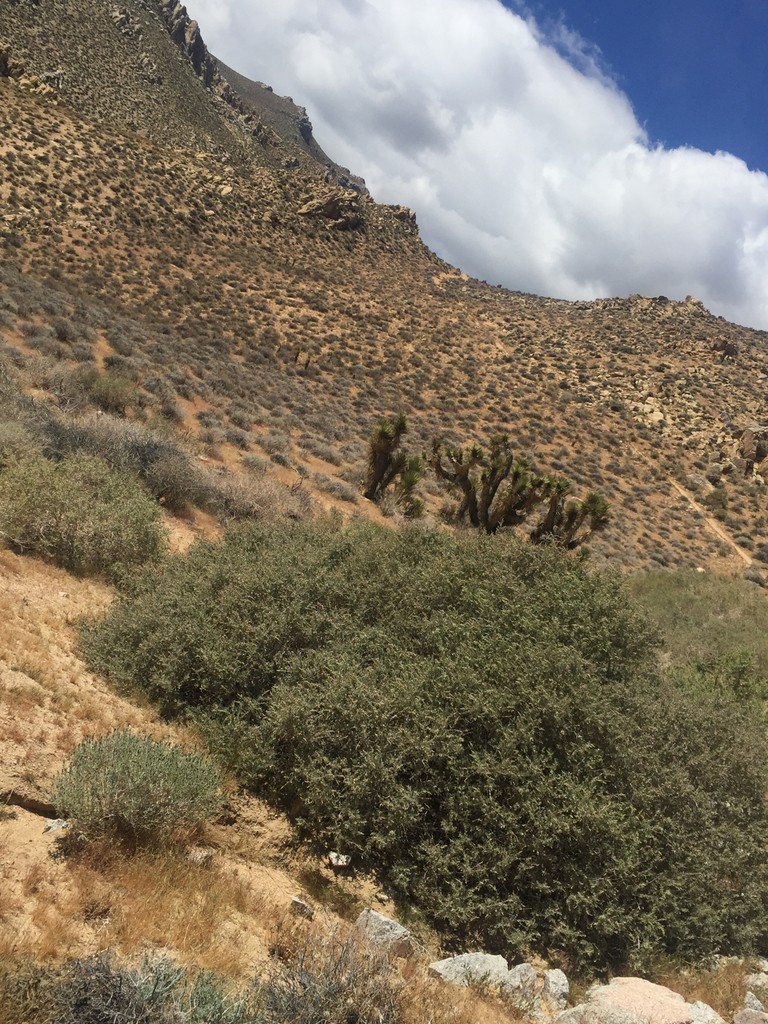 PictureThis - (Atriplex) Atriplex