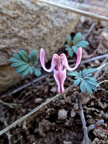Dicentra uniflora - PictureThis