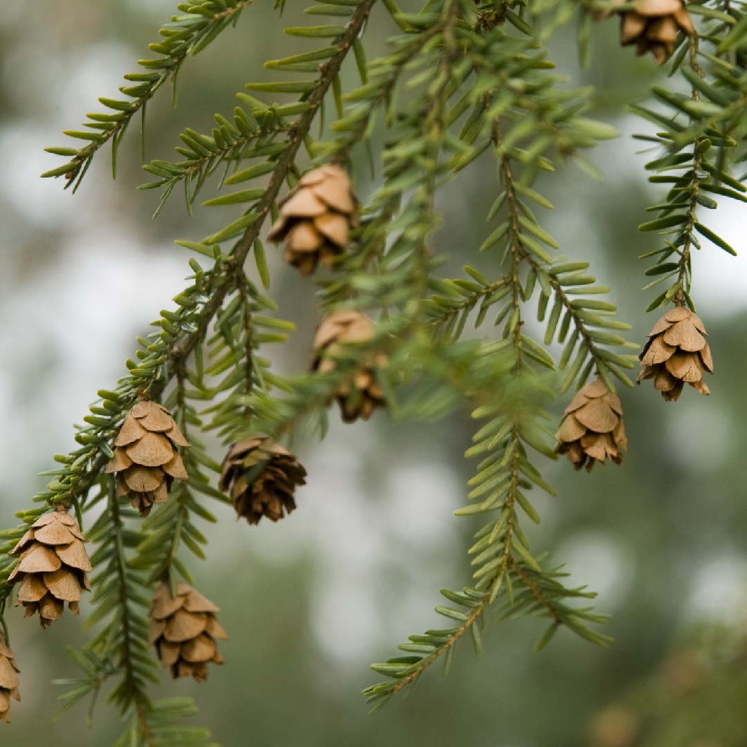 Tsuga canadensis - PictureThis