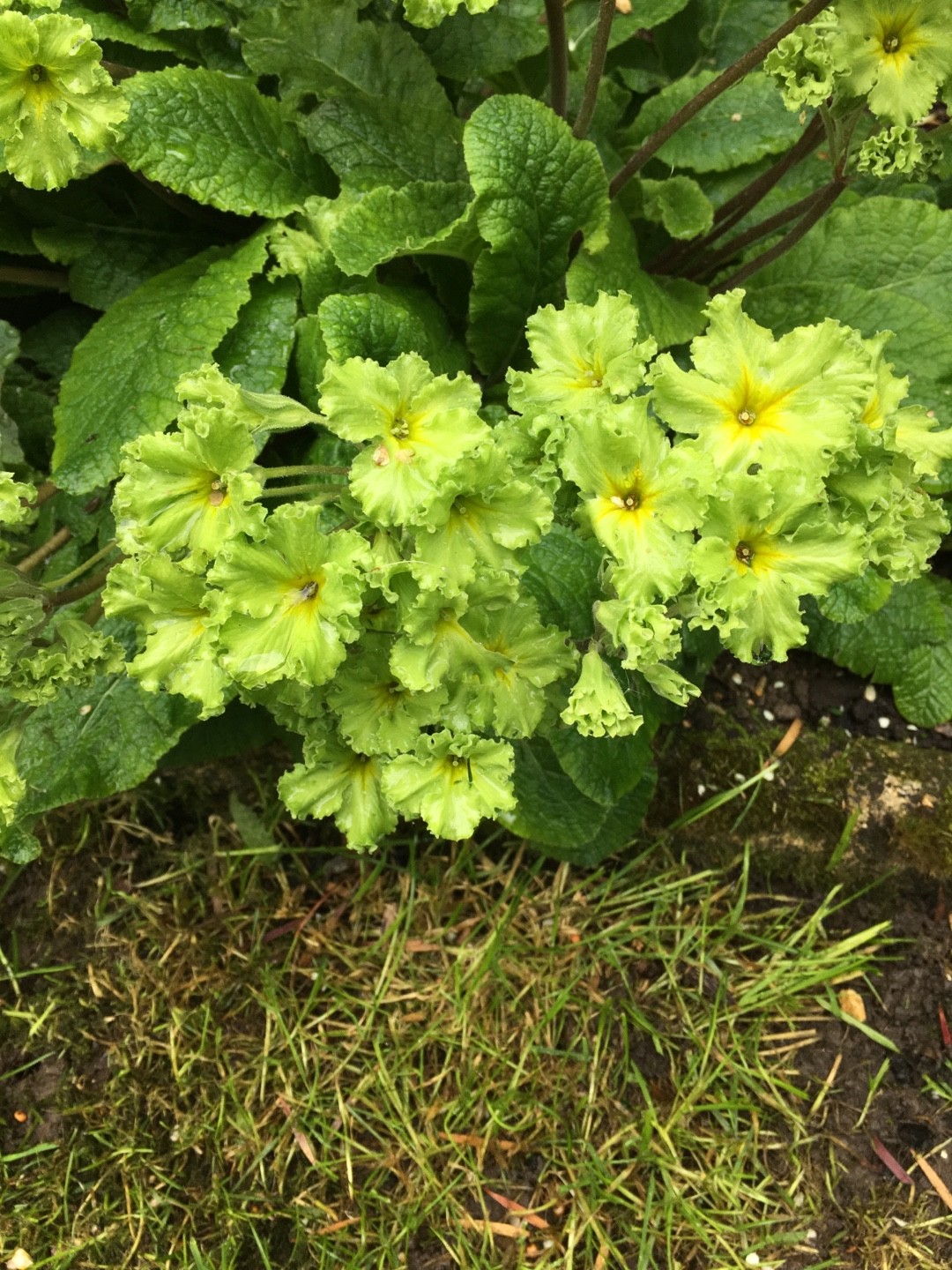 Primula - PictureThis