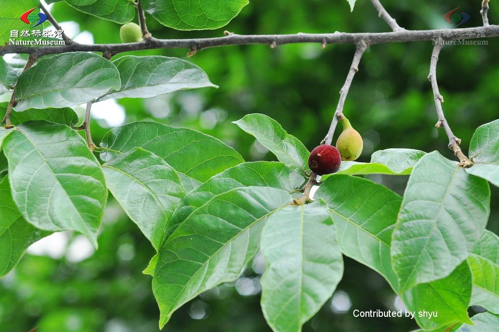 Upas antiar (Antiaris toxicaria) - PictureThis