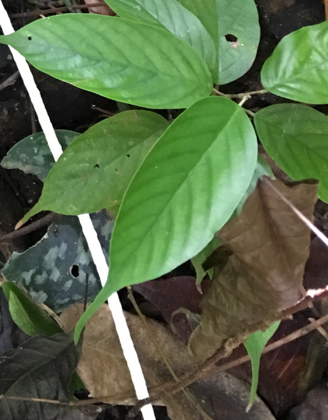 Castanopsis faberi Flower, Leaf, Uses - PictureThis