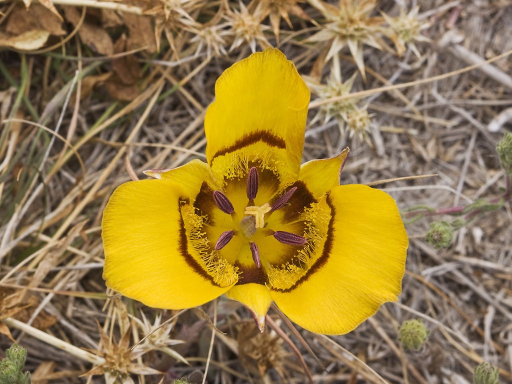 Calochortus clavatus - PictureThis